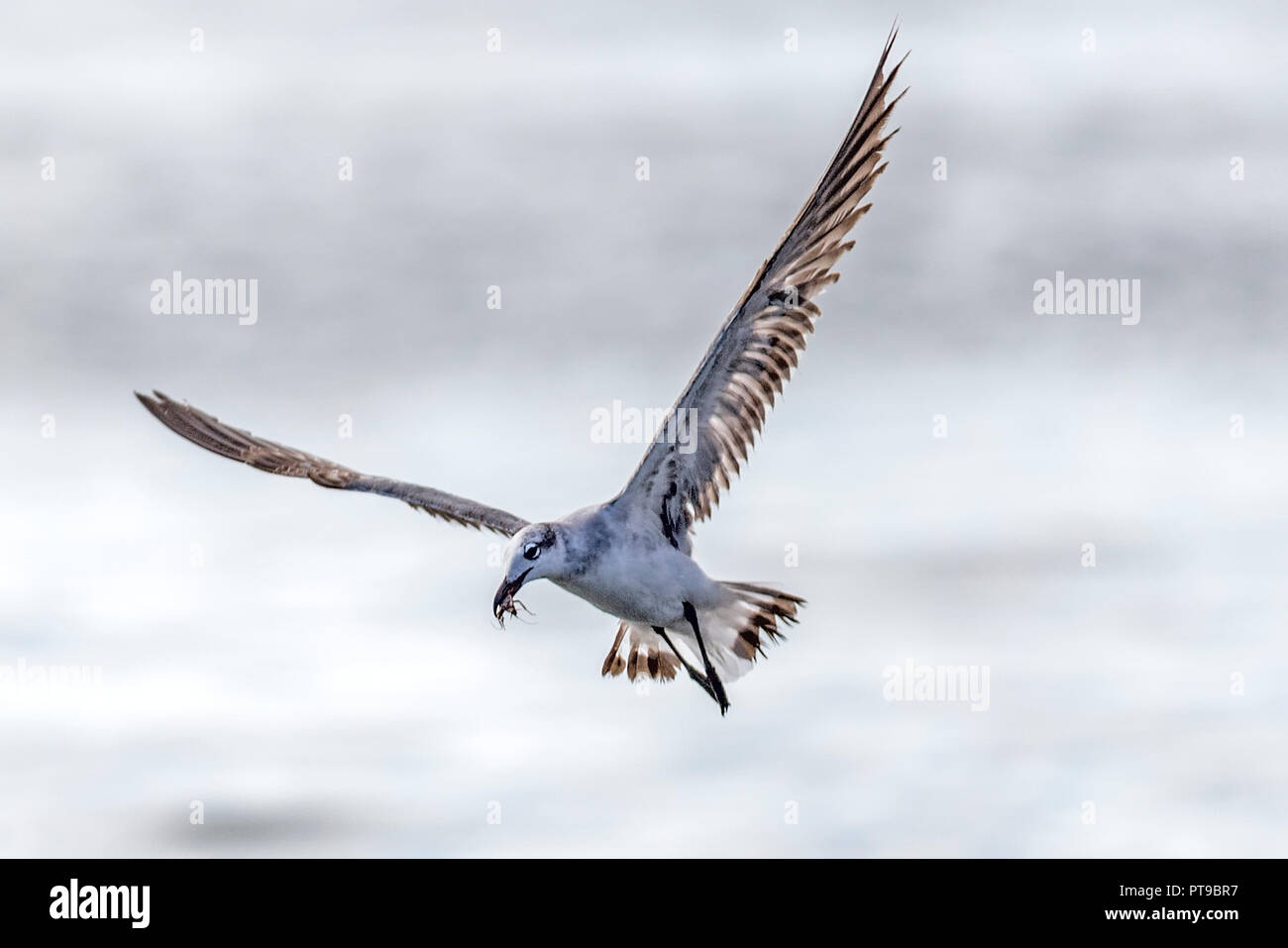 Immature Swallow-tailed Gull with insect in beak, Creagrus furcatus ...
