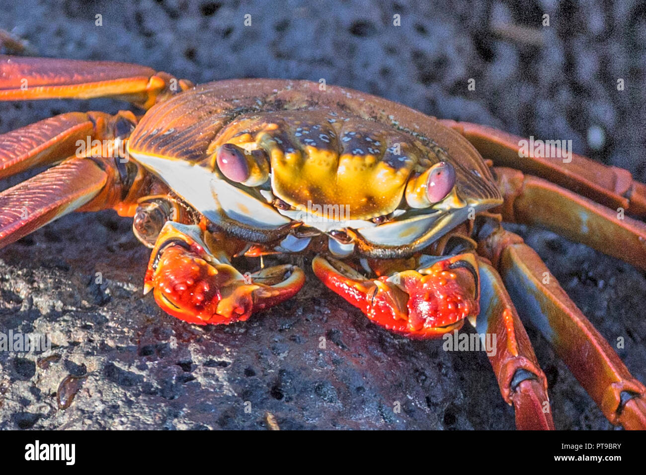 Sally Lightfoot Crab, Grapsus Grapsus, on volcanic rock, promenade ...
