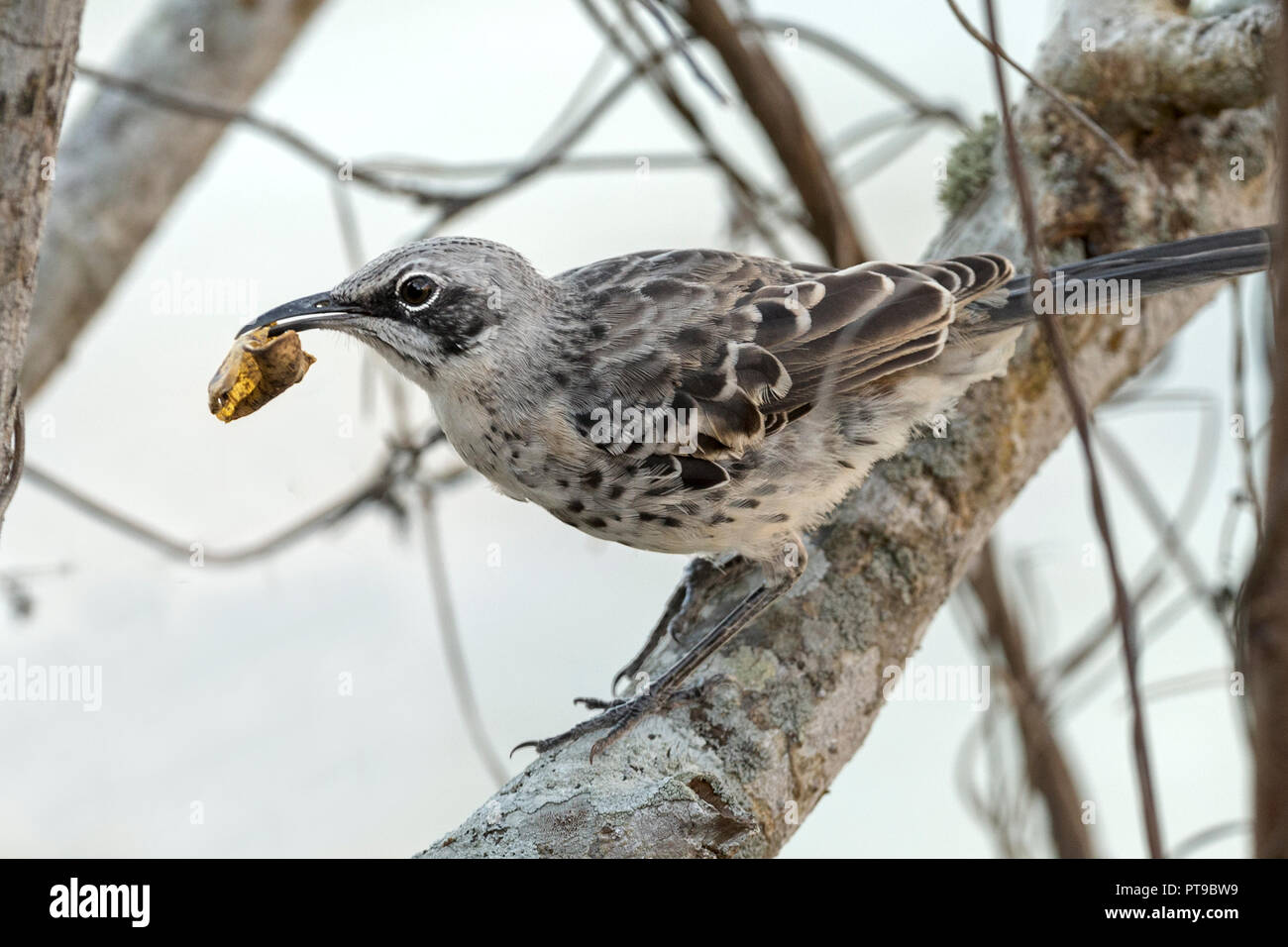 San Cristobal mockingbird, Mimus melanotis, with food in beak, Puerto ...