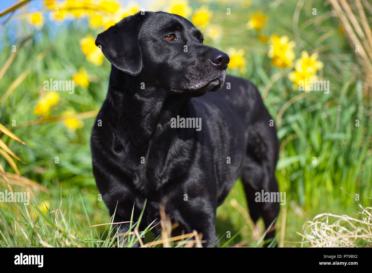 Black Labrador in Daffodils and grass Stock Photo - Alamy
