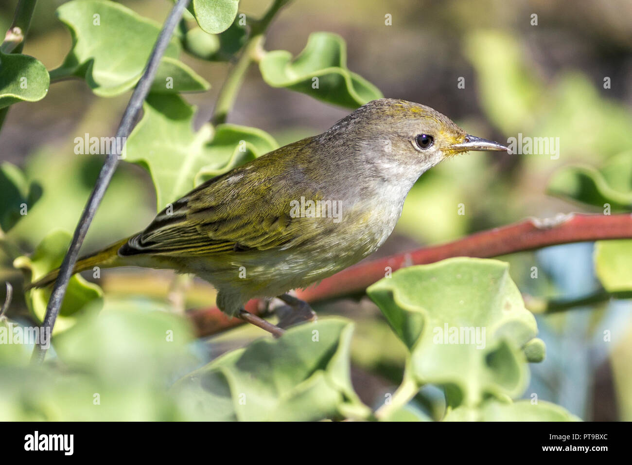 Galapagos Flycatcher, Myiarchus magnirostris, aka large-billed ...