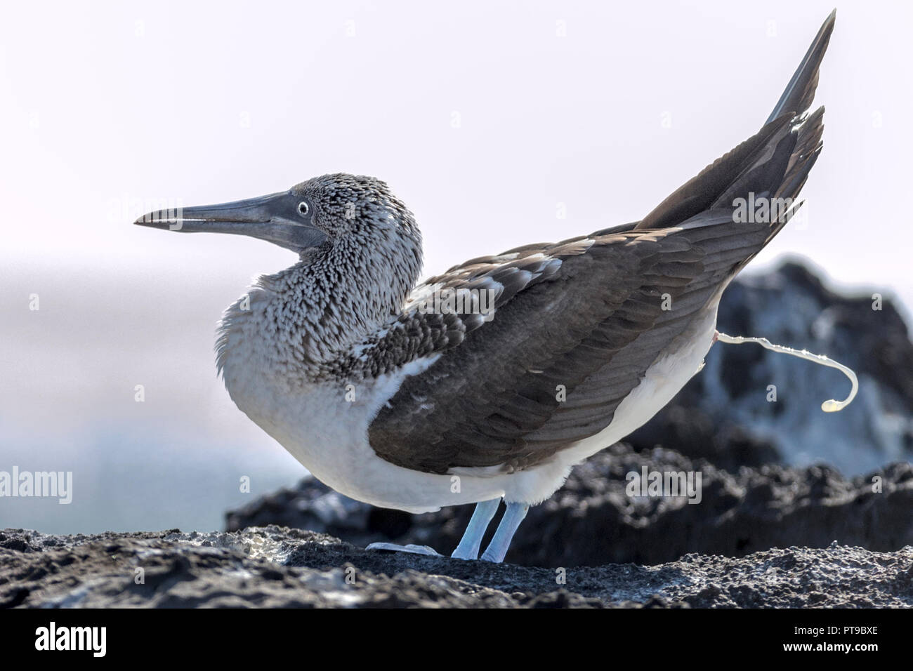Defecate hi-res stock photography and images - Alamy