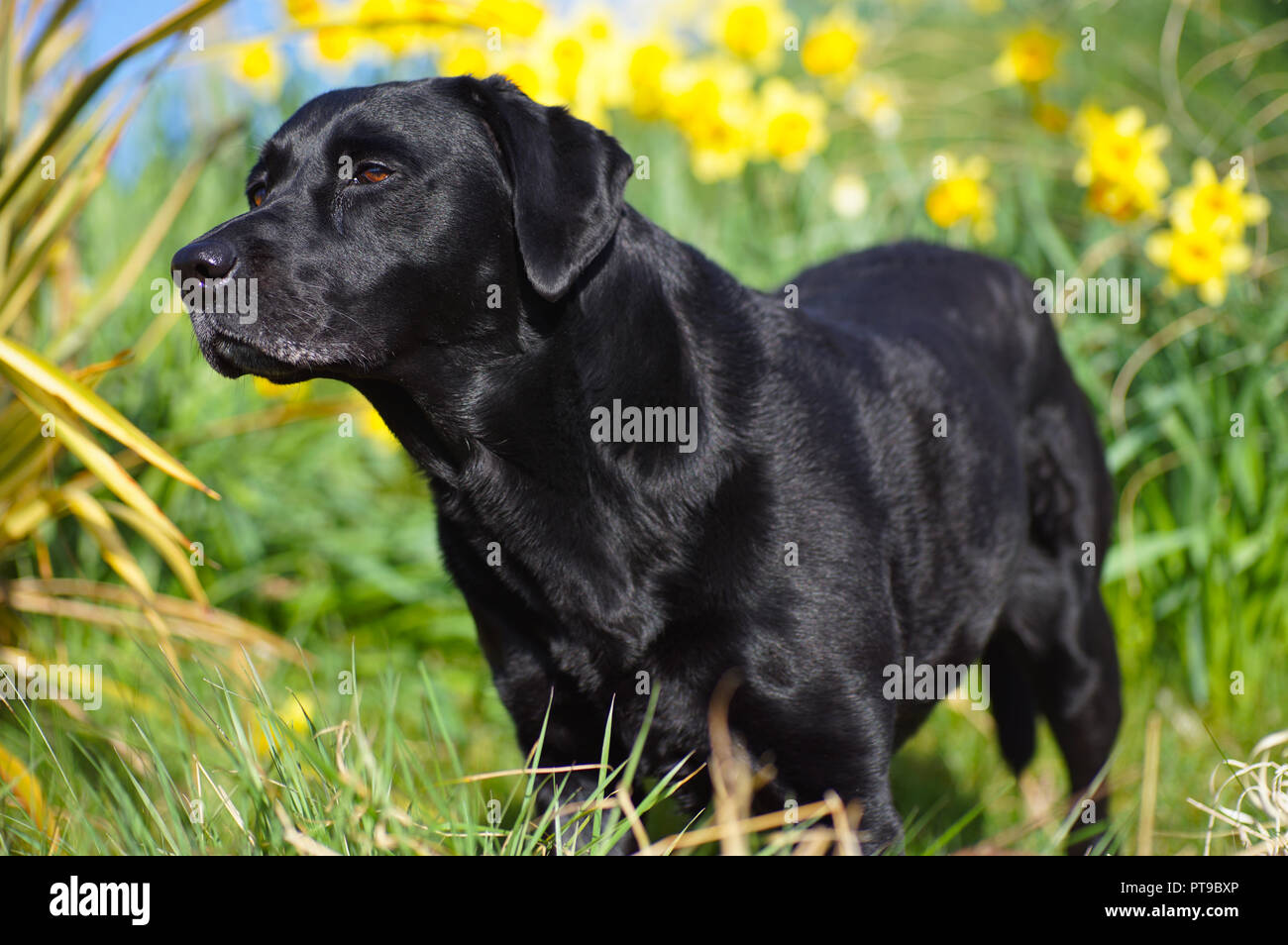 Black Labrador in Daffodils and grass Stock Photo - Alamy