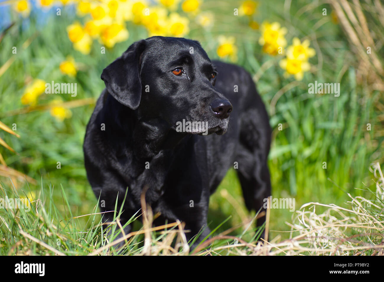 Labrador in daffodils hi-res stock photography and images - Alamy