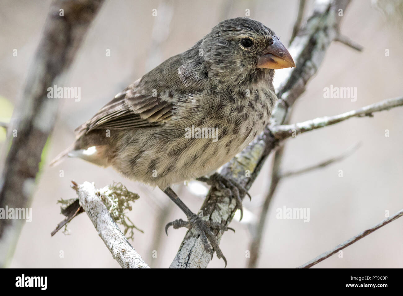 Female, Medium Ground-Finch,Darwin finch, La Loberia cliff walk, San ...