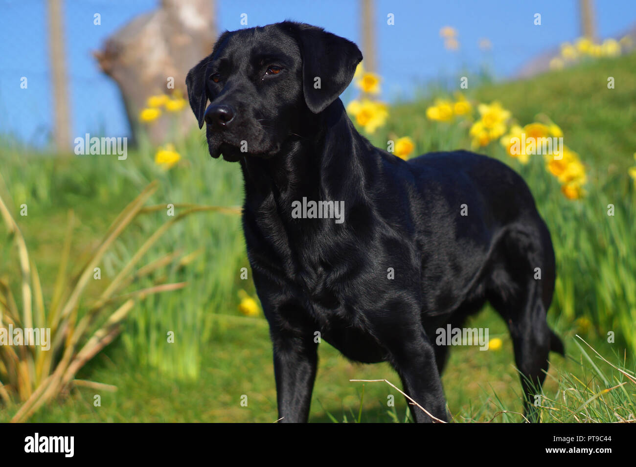 Black Labrador in Daffodils and grass Stock Photo - Alamy