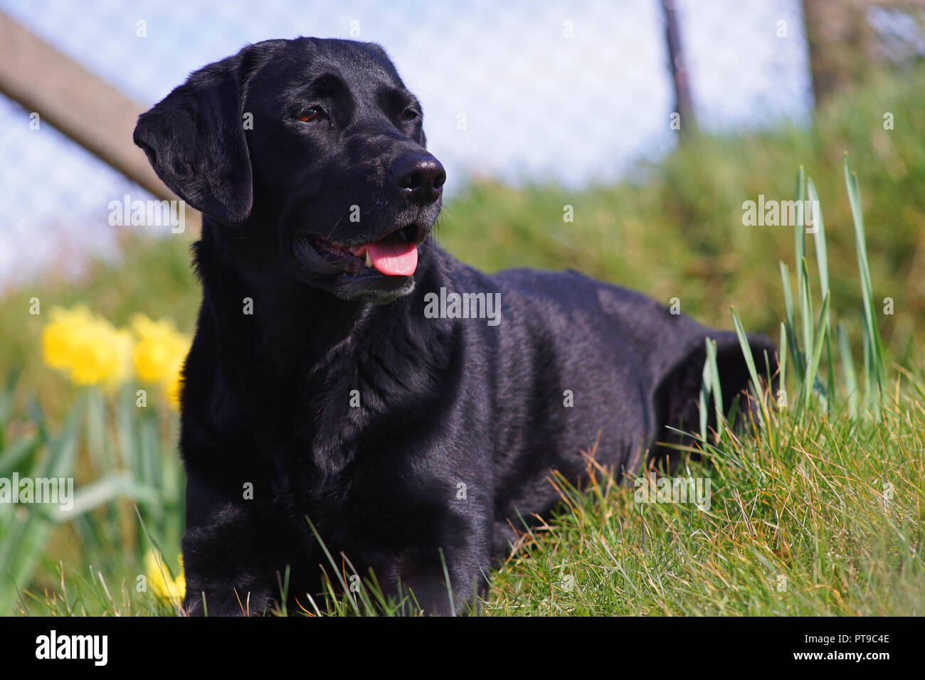 Labrador in daffodils hi-res stock photography and images - Alamy