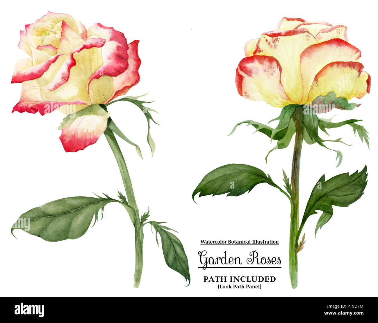 Creamy yellow roses with red tips. Watercolor illustartion, isolated ...