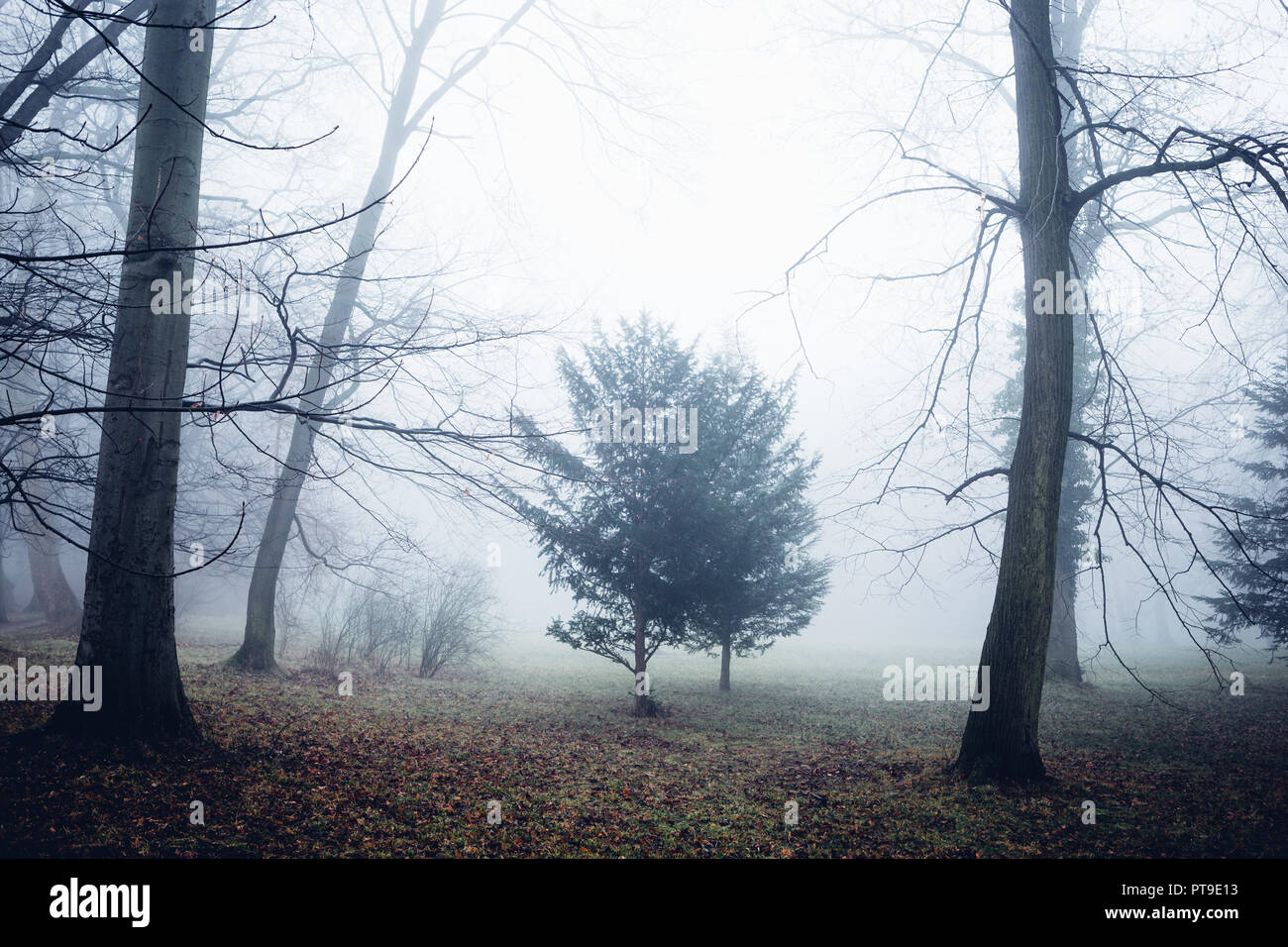 A small tree stands in a clearing, surrounded by the mystical trees ...