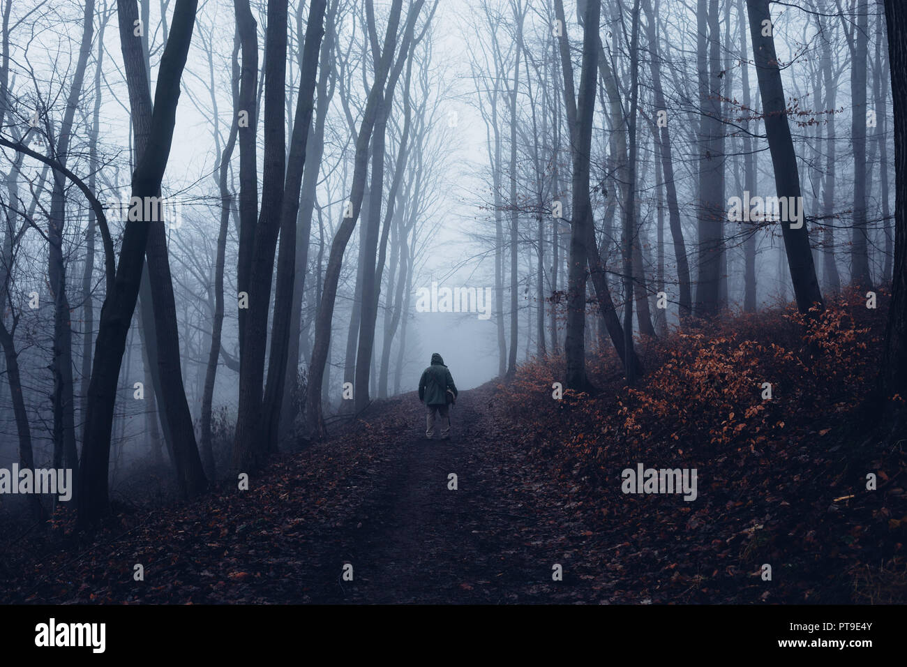 Silhouette of man standing in forest in fog hi-res stock photography ...