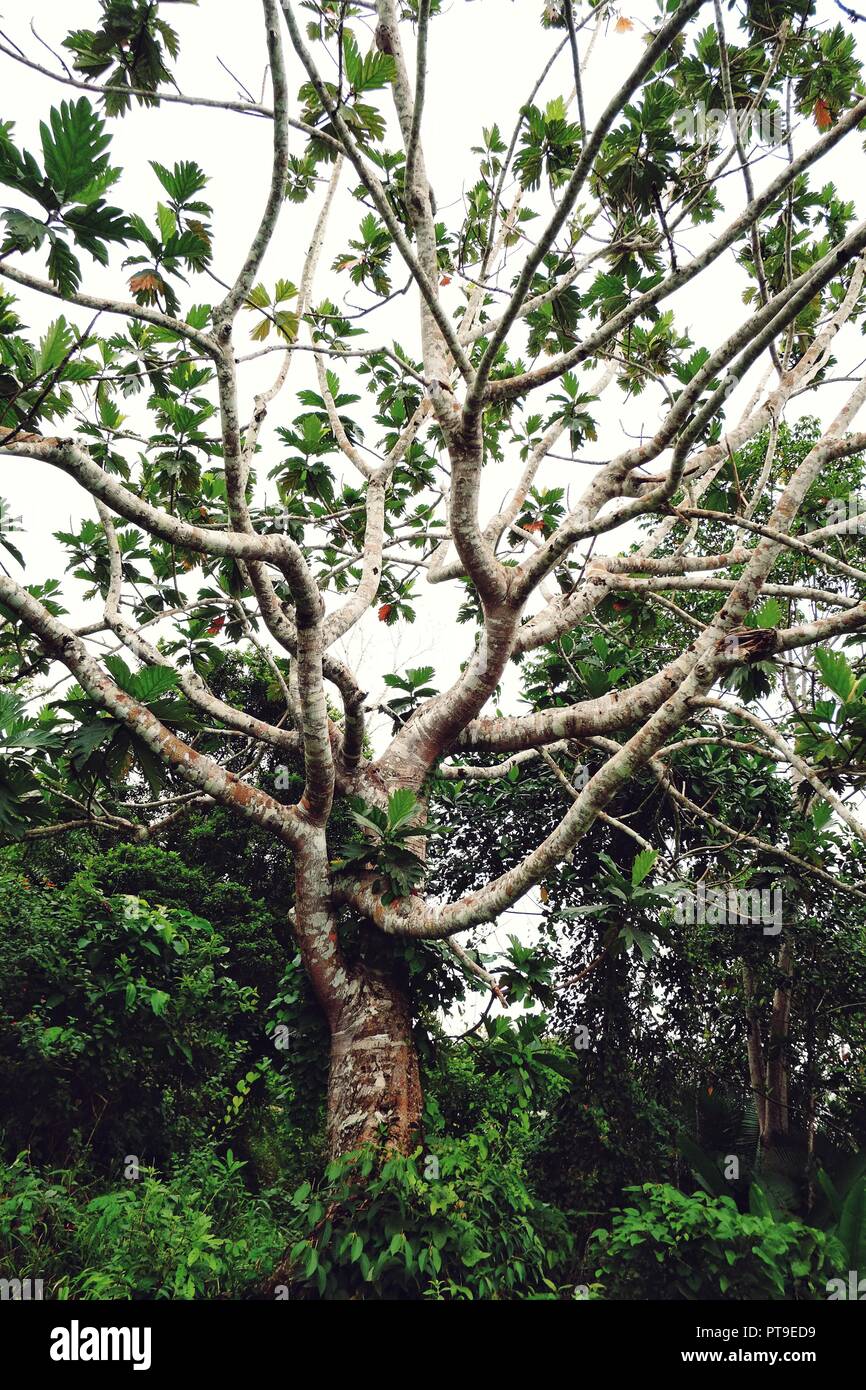 Tropical rainforest tree species hi-res stock photography and images ...