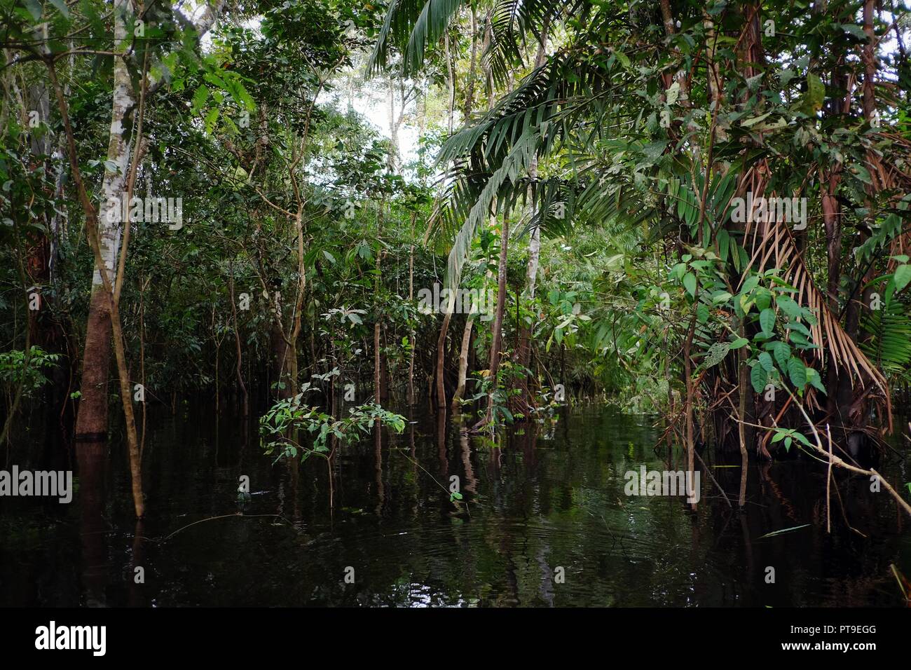 flooded rainforest jungle during the rainy season with beautiful ...