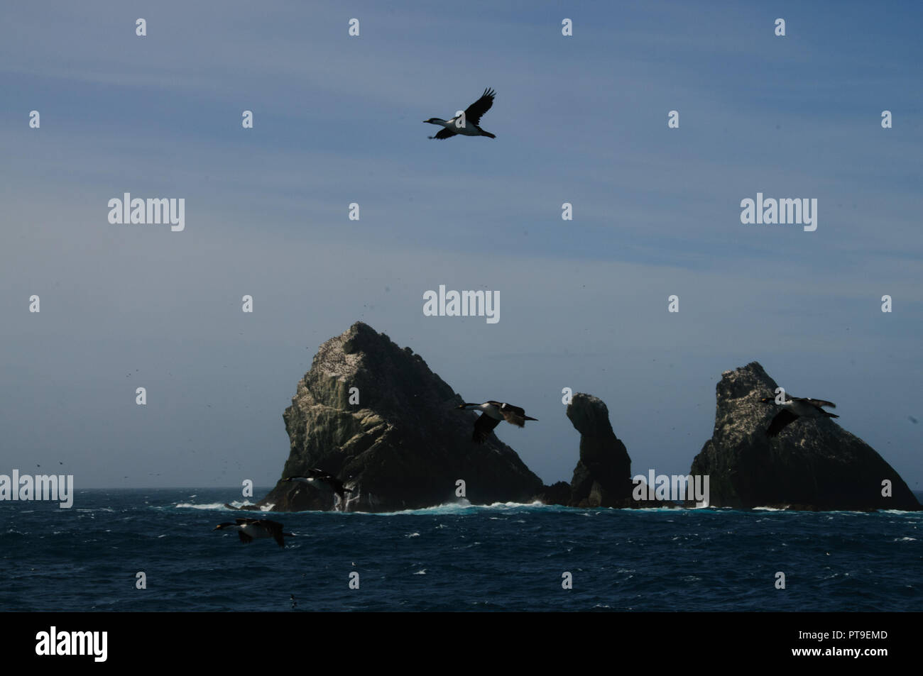 The south Georgian Imperial Shag is a black and white cormorant native ...