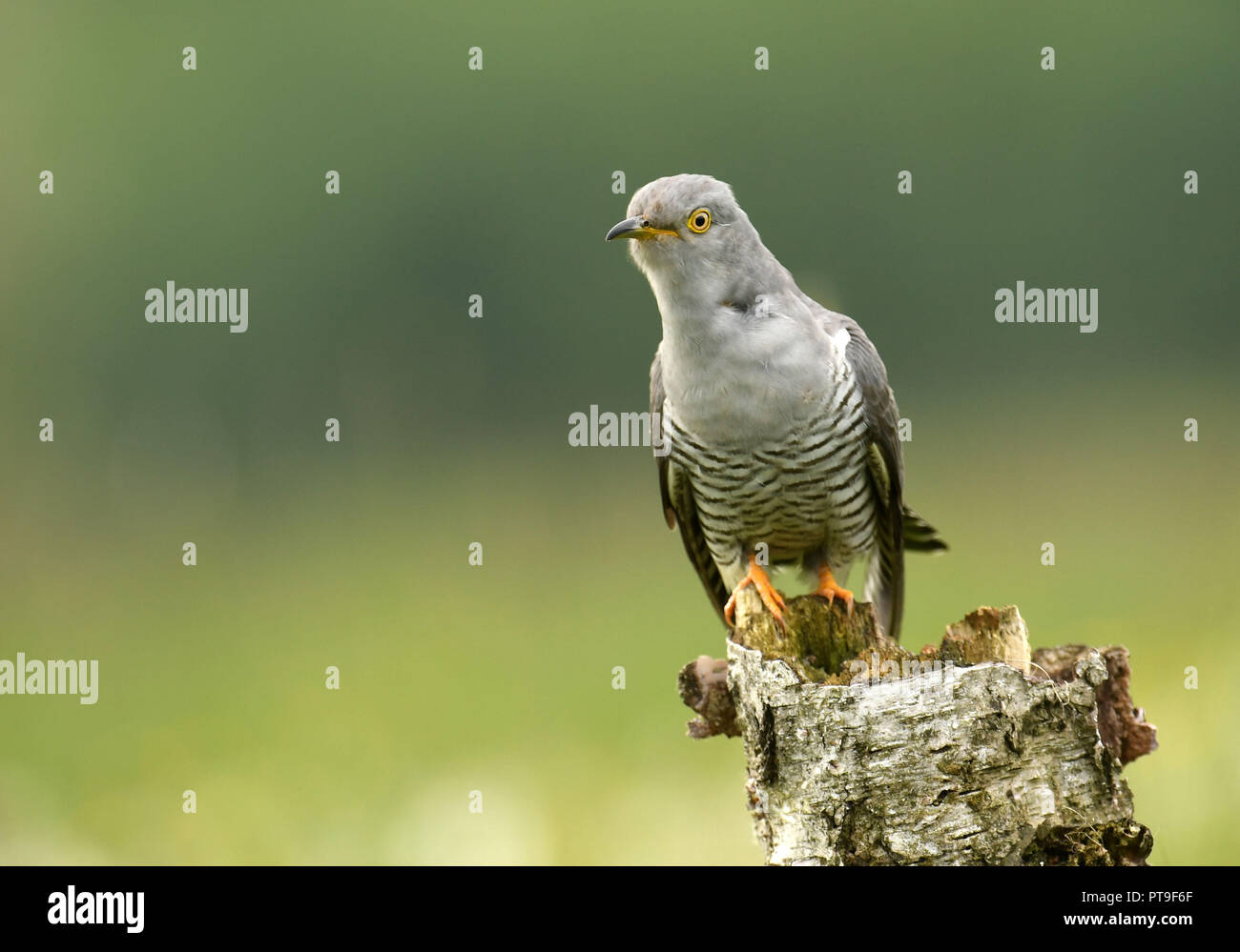 Common cuckoo (Cuculus canorus Stock Photo - Alamy