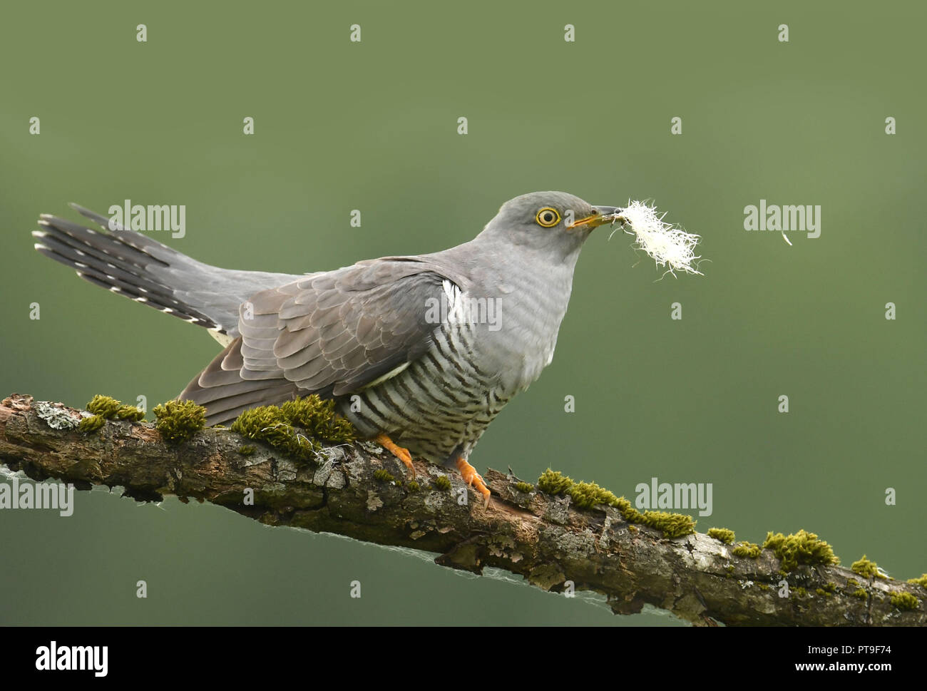 Common cuckoo (Cuculus canorus Stock Photo - Alamy