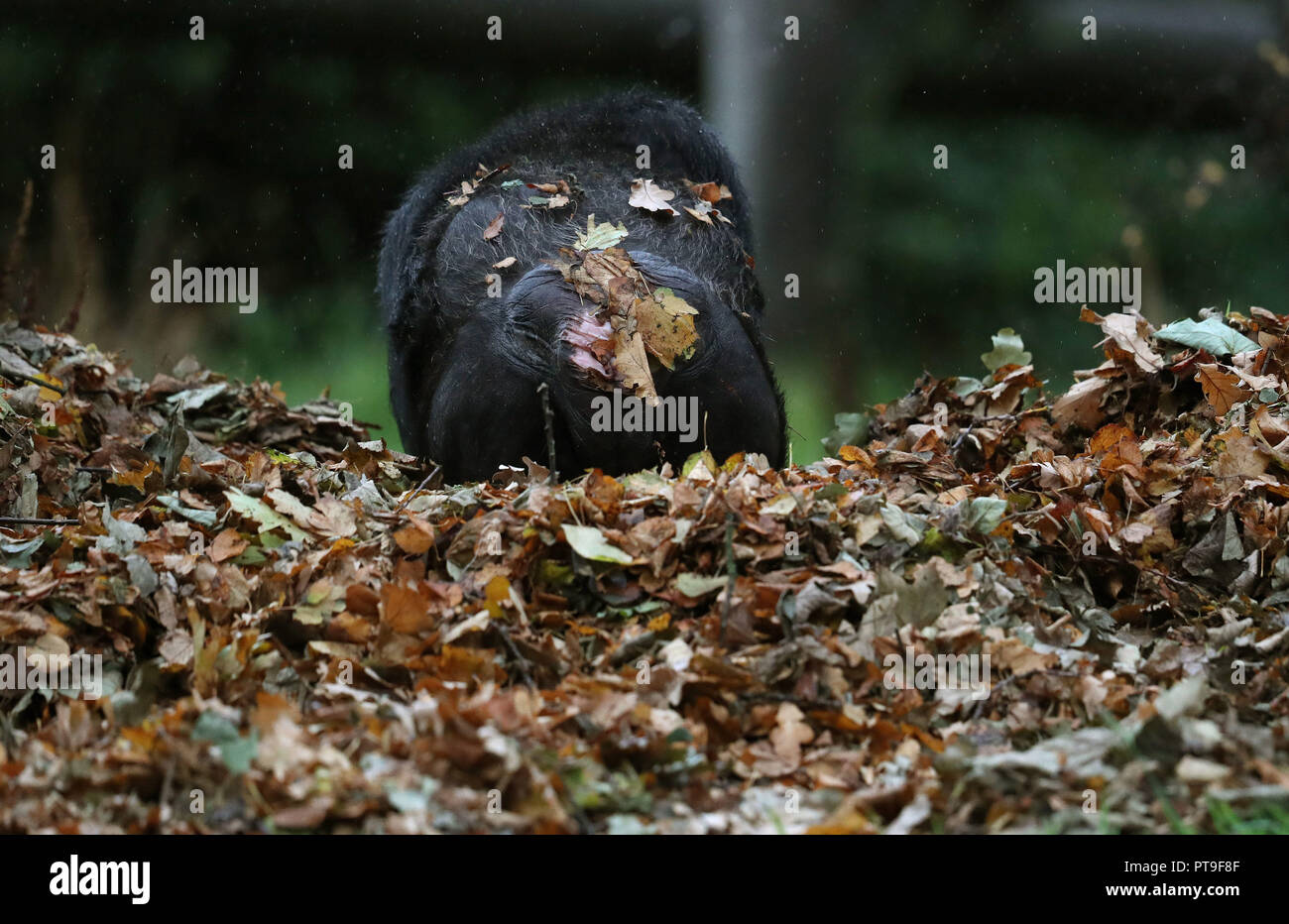 A chimp at Blair Drummond Safari Park forages for food on chimp island ...