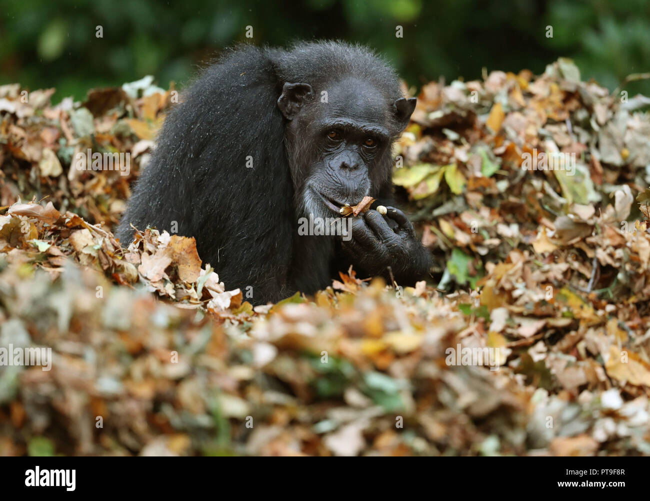 A chimp at Blair Drummond Safari Park forages for food on chimp island ...