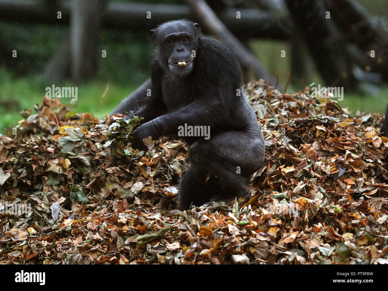 A chimp at Blair Drummond Safari Park forages for food on chimp island ...