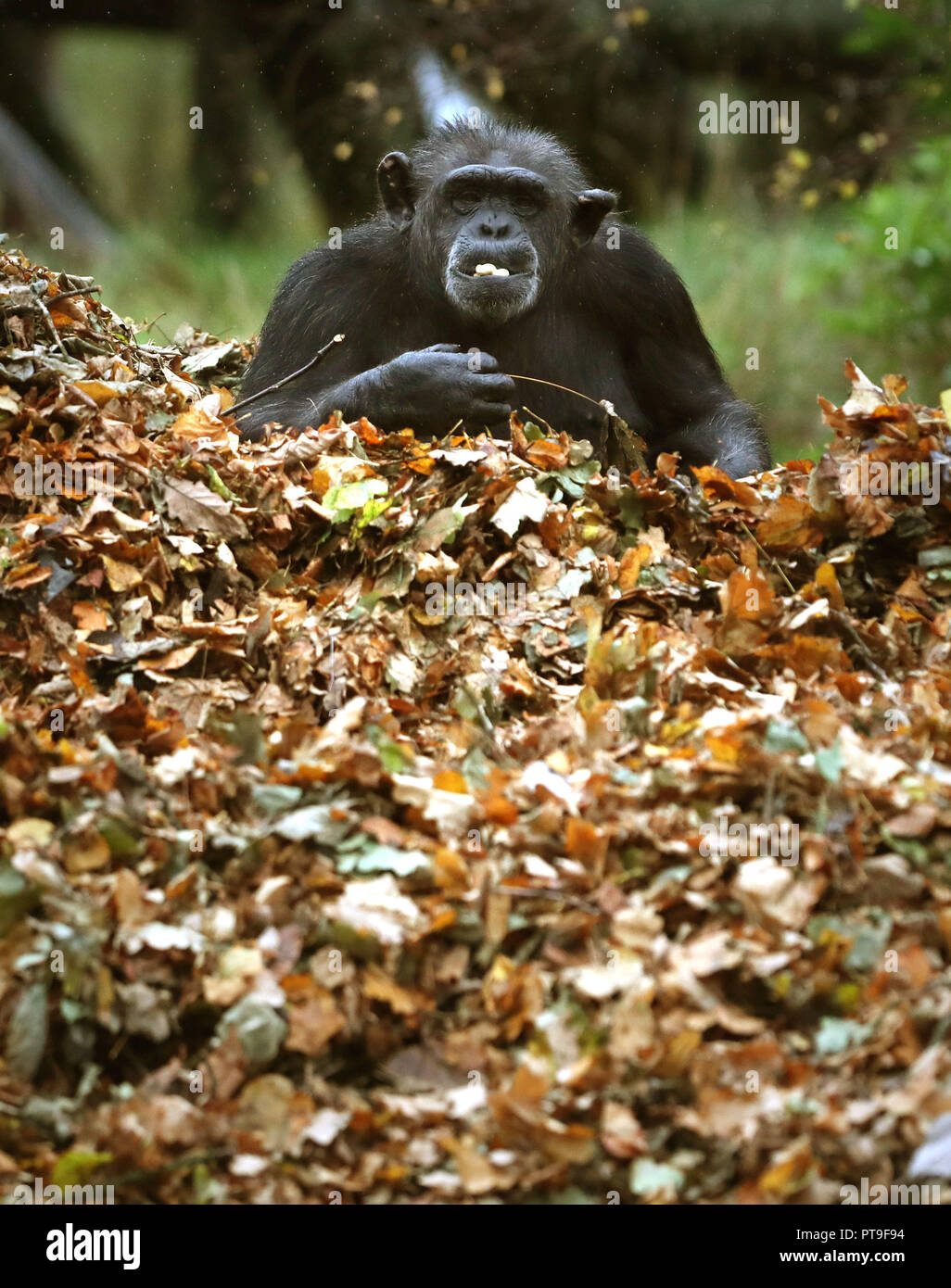 A chimp at Blair Drummond Safari Park forages for food on chimp island ...