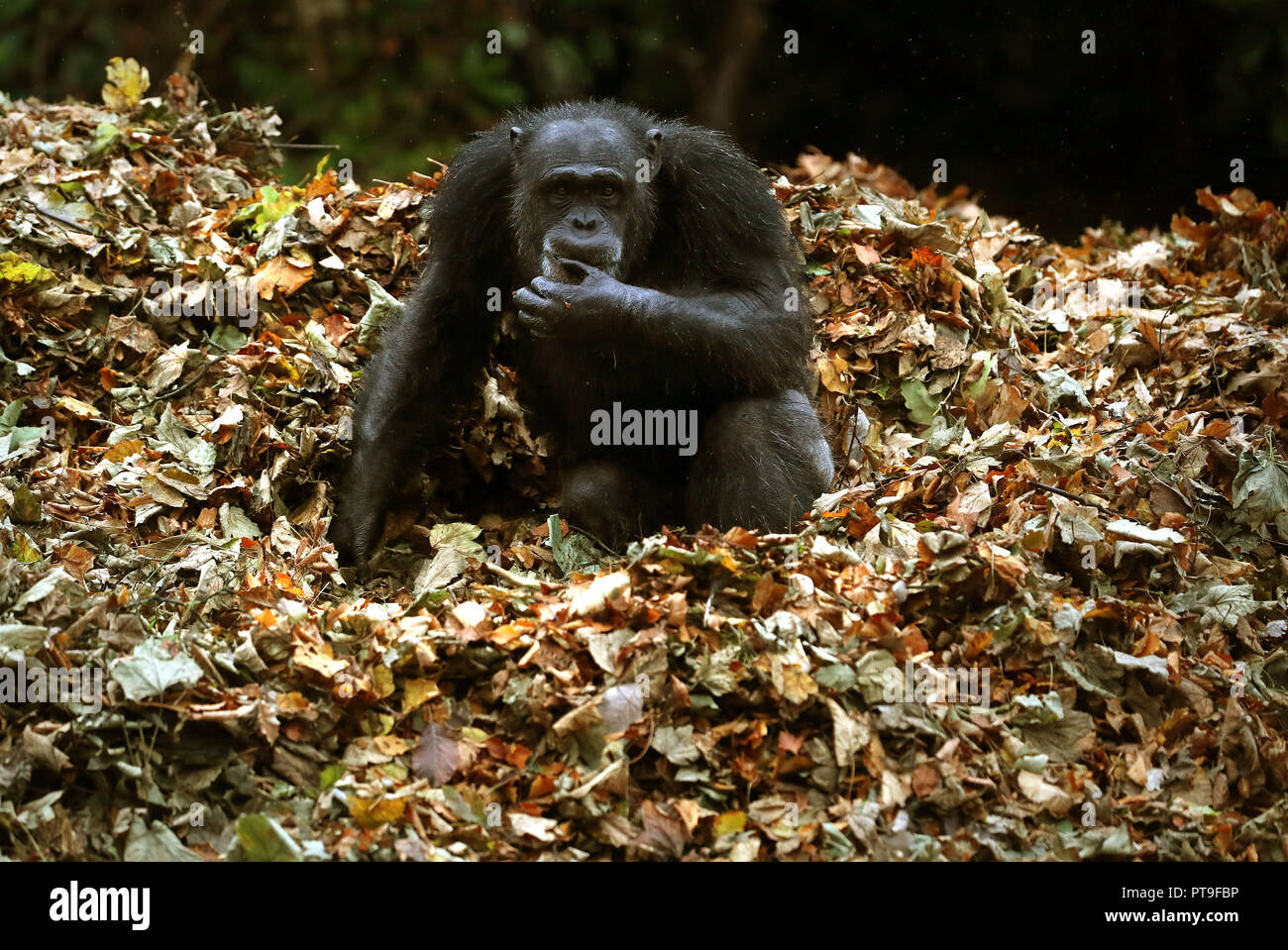 A chimp at Blair Drummond Safari Park forages for food on chimp island ...
