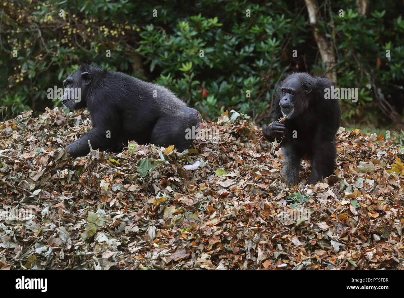 Chimps at Blair Drummond Safari Park forage for food on chimp island ...