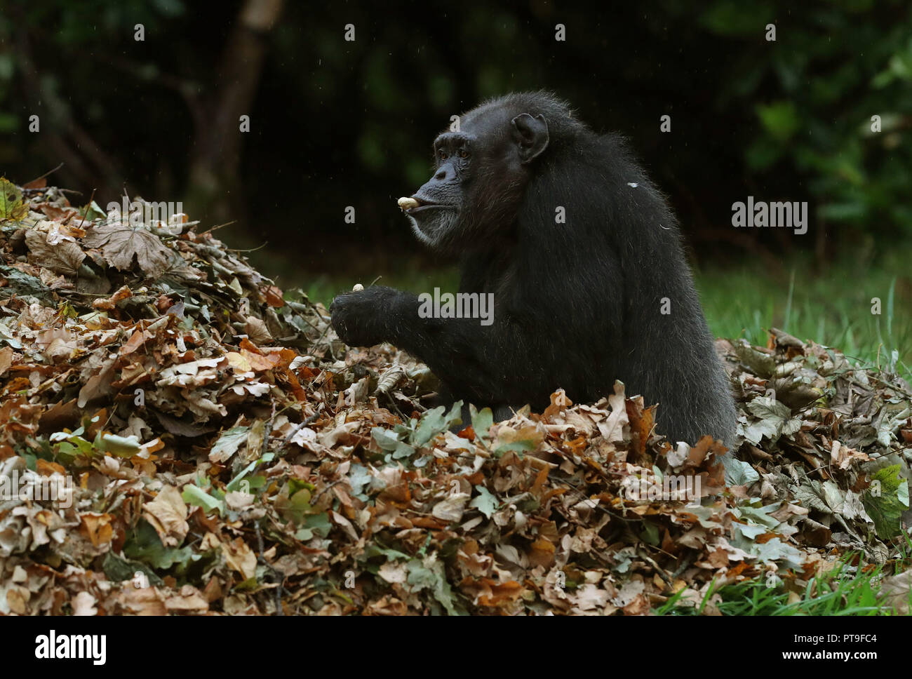 A chimp at Blair Drummond Safari Park forages for food on chimp island ...