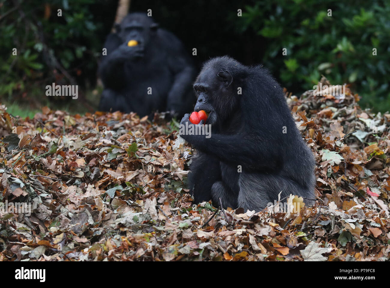 Chimps at Blair Drummond Safari Park forage for food on chimp island ...