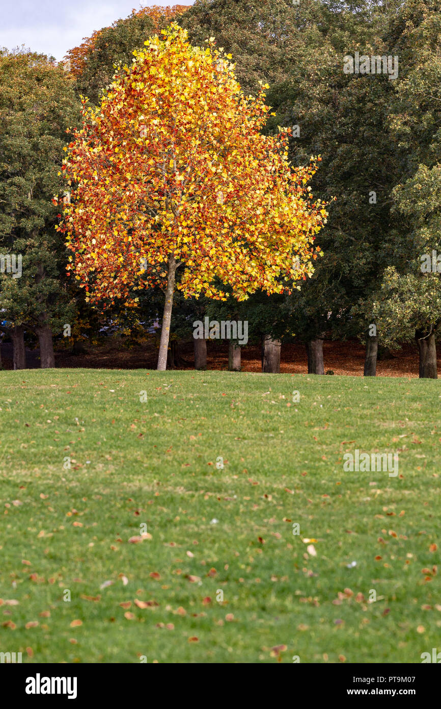 Northampton. 8th Oct 2018. UK Weather: Some of the trees showing their ...