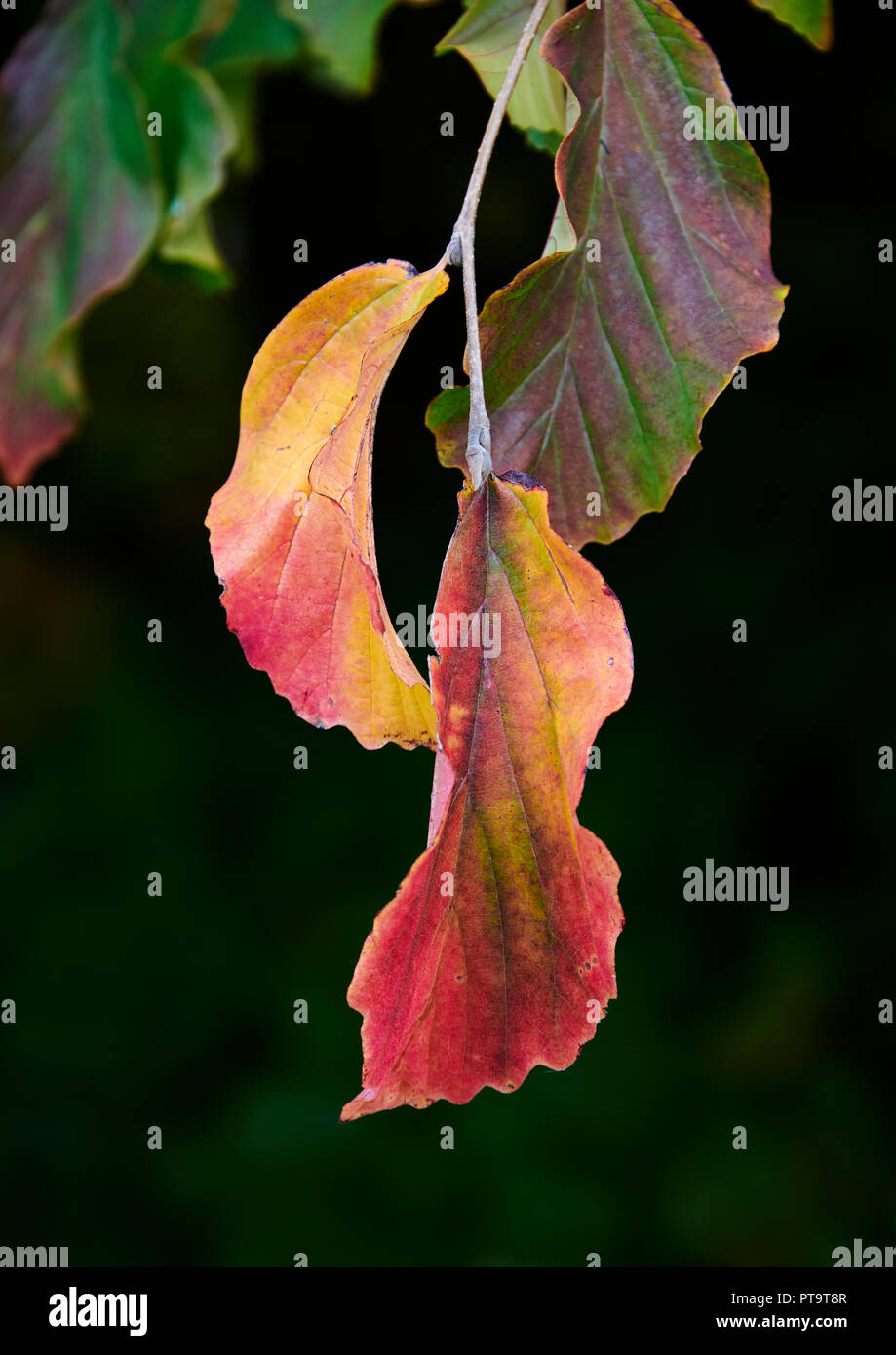 Parrotia persica persian ironwood uk hi-res stock photography and ...