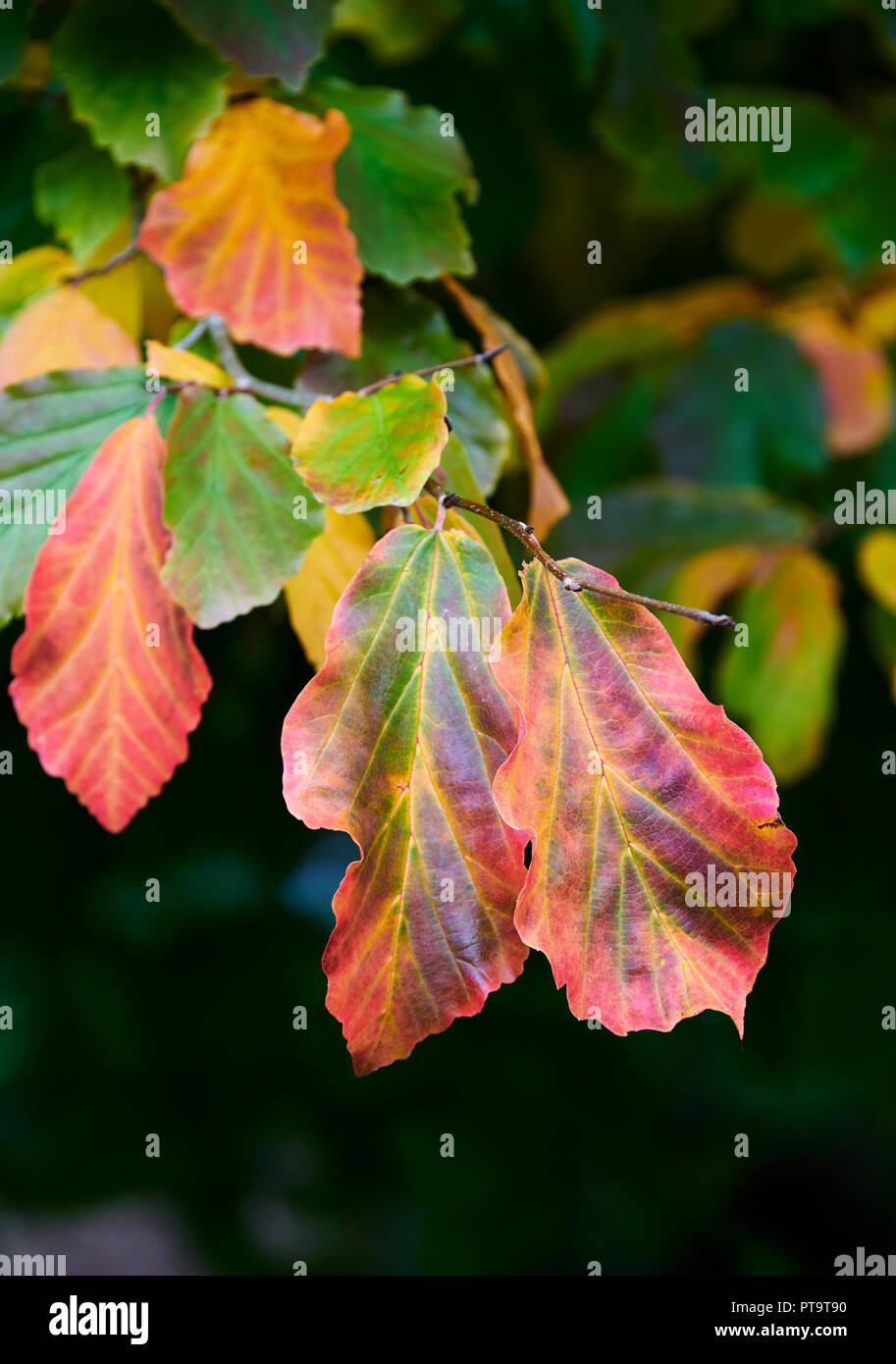 Parrotia persica uk hi-res stock photography and images - Alamy