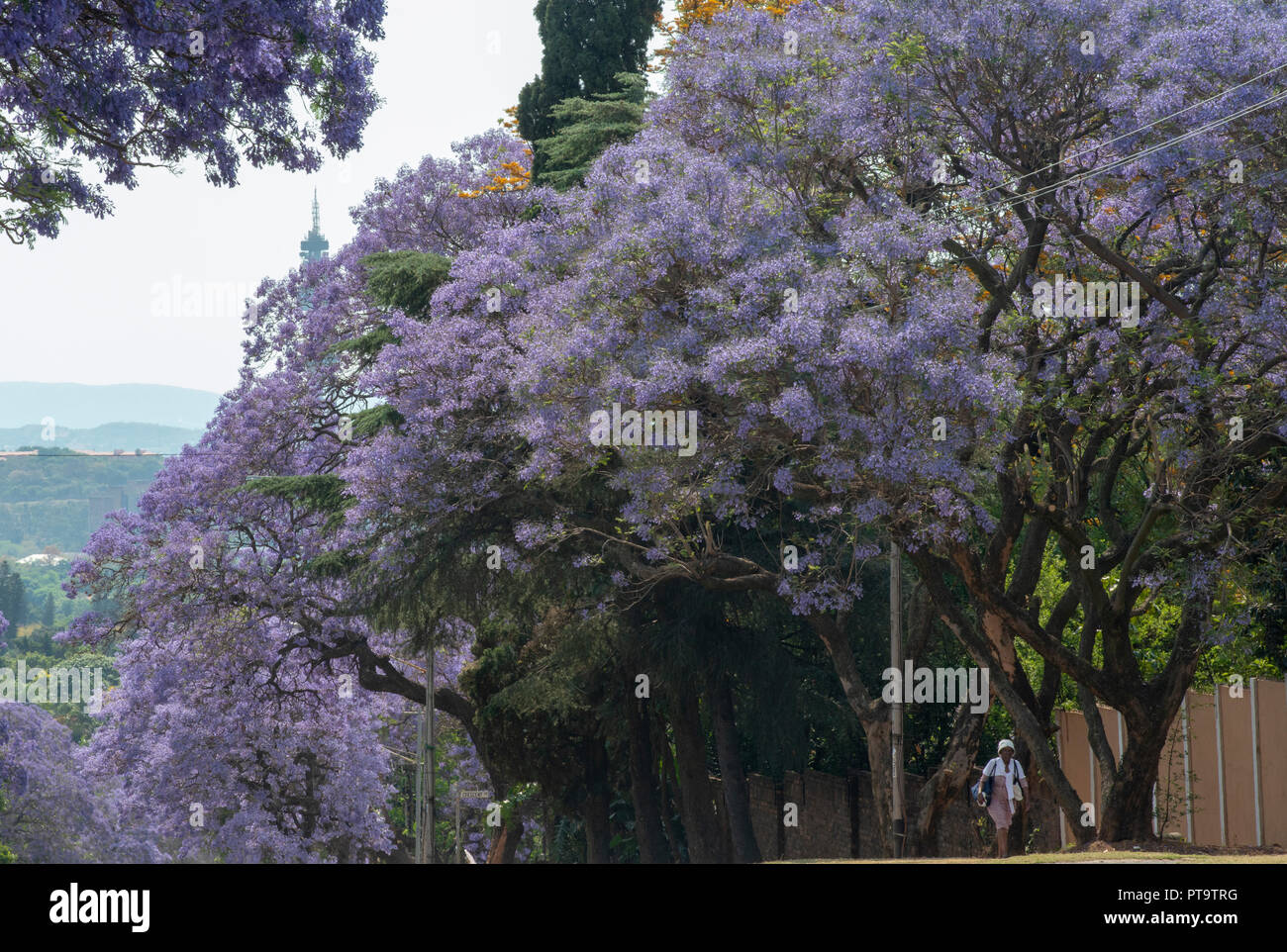 Pretoria, South Africa. 8th October, 2018. Jacaranda trees turns ...