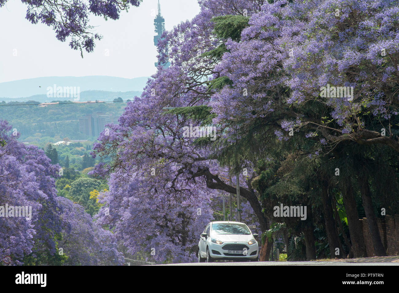 Pretoria, South Africa. 8th October, 2018. Jacaranda trees turns ...