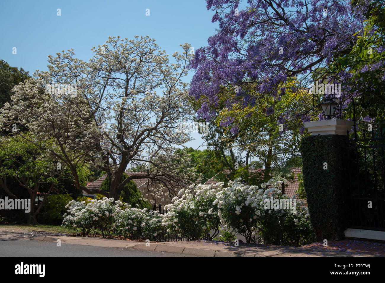 Pretoria, South Africa. 8th October, 2018. A white Jacaranda tree is ...