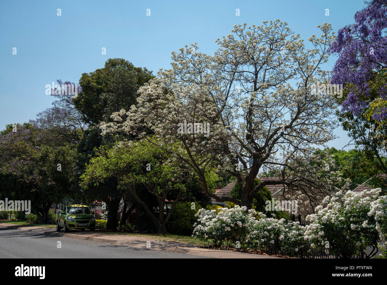 Jacaranda tree blossoms south africa hi-res stock photography and ...