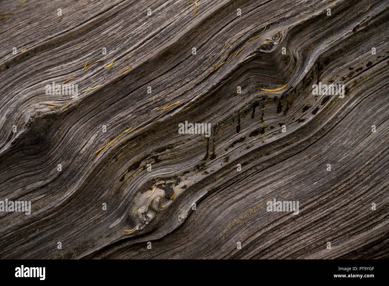 Tree stump reveals hi-res stock photography and images - Alamy