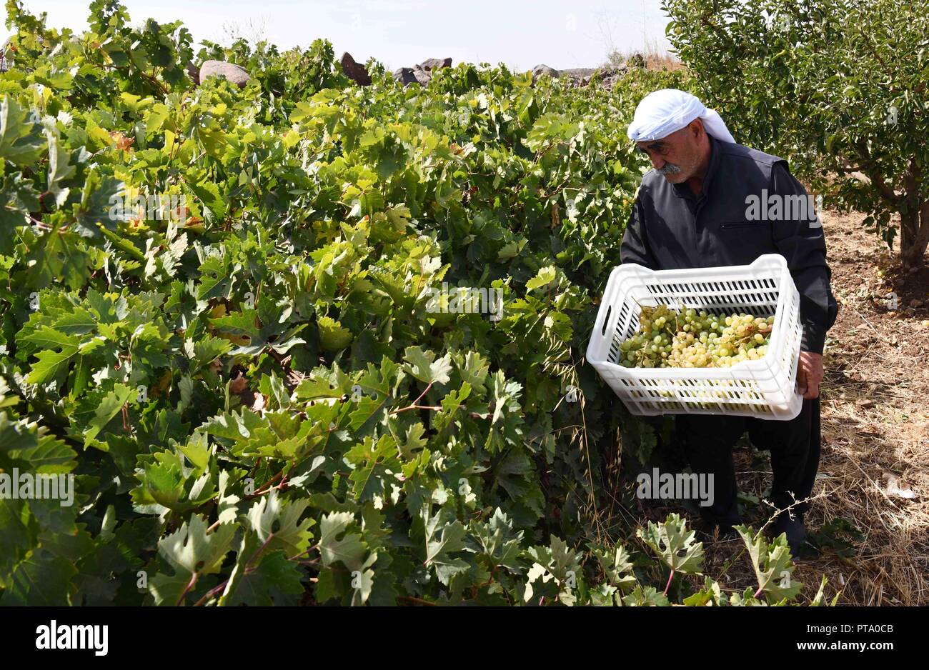 Sweida, Syria. 8th Oct, 2018. A farmer harvests grapes at his orchard ...
