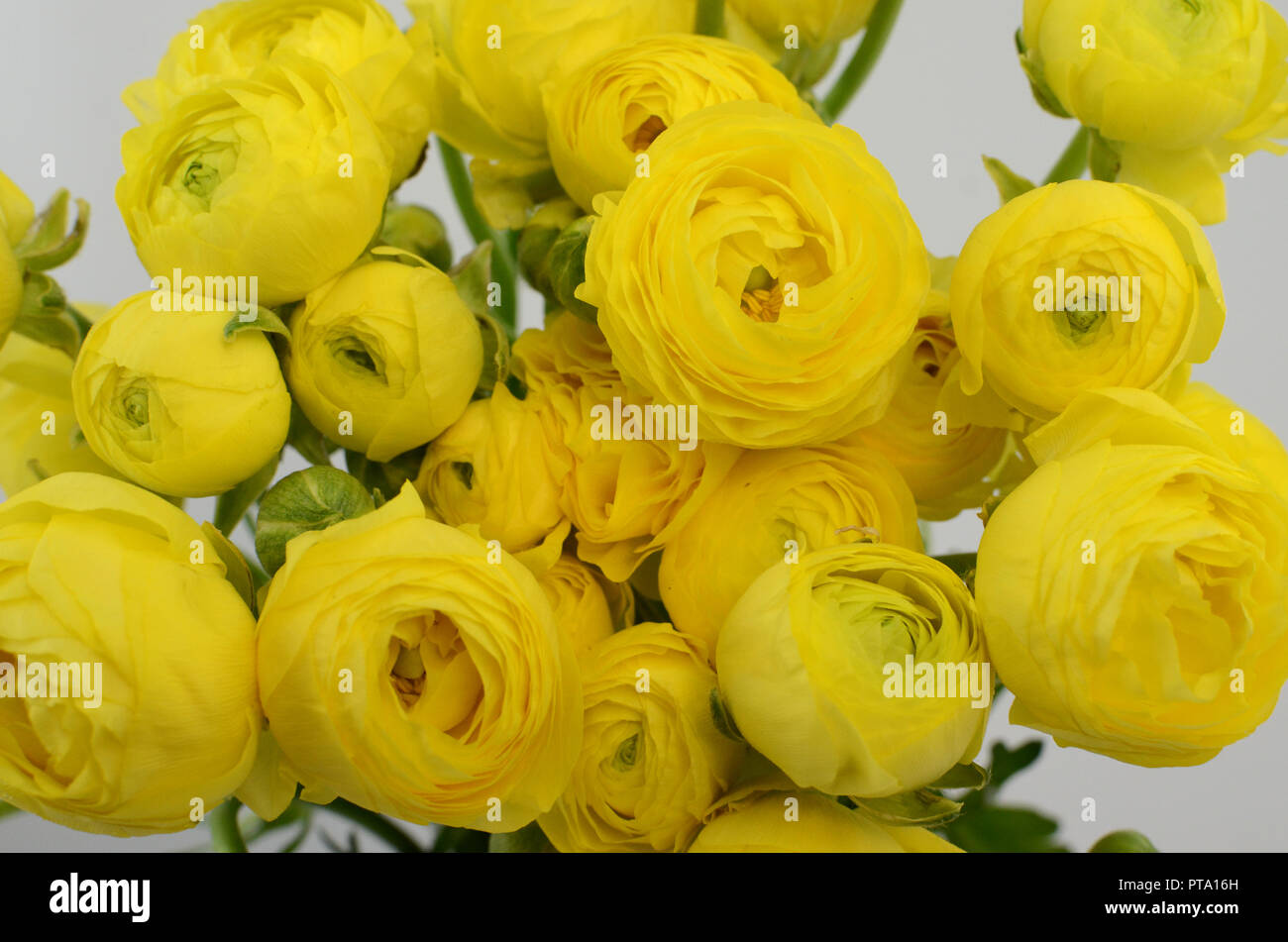 Pale yellow wallpaper hi-res stock photography and images - Alamy