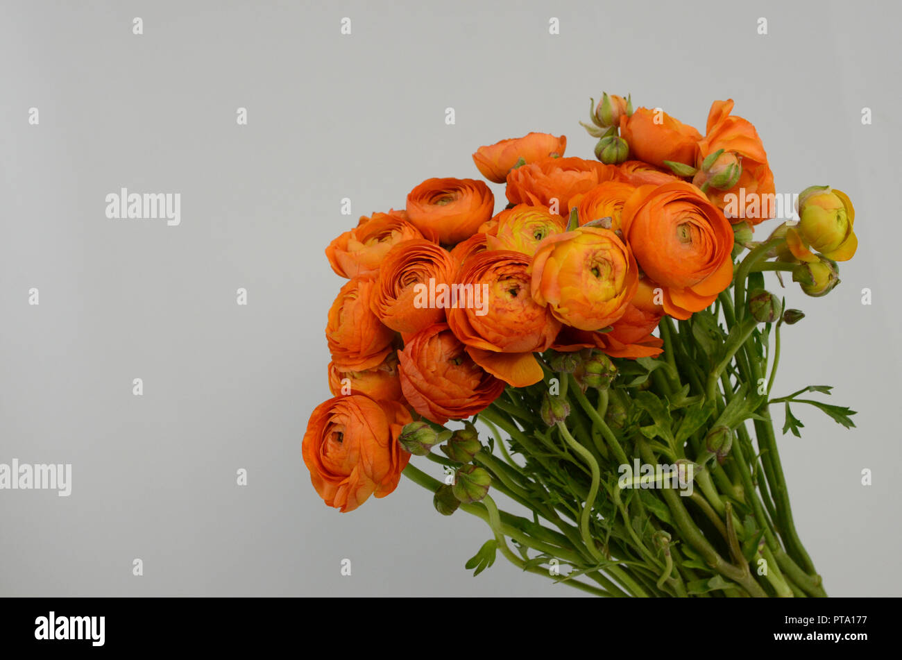Persian buttercup. Bunch pale Orange ranunculus flowers light ...