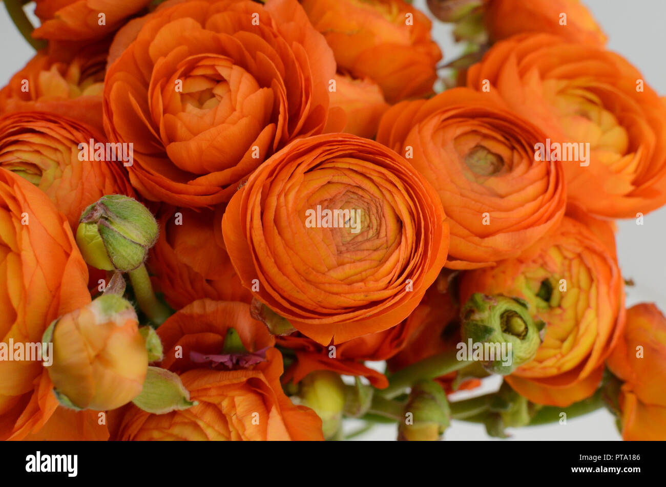 Persian buttercup. Bunch pale Orange ranunculus flowers light ...
