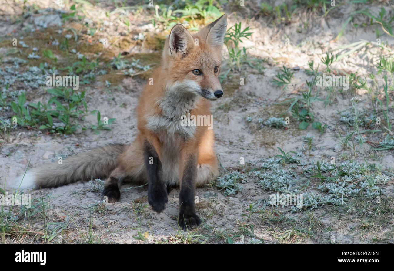 Red for in the wilderness Stock Photo - Alamy