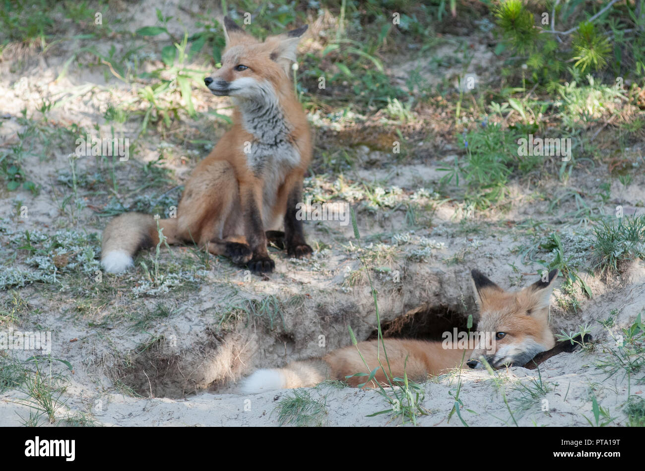 Red for in the wilderness Stock Photo - Alamy