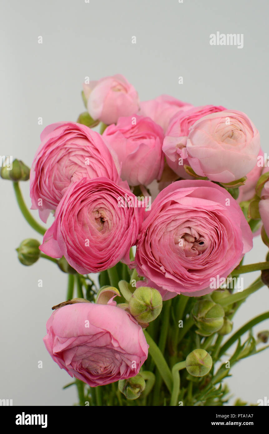 Pink Ranunculus Wallpaper
