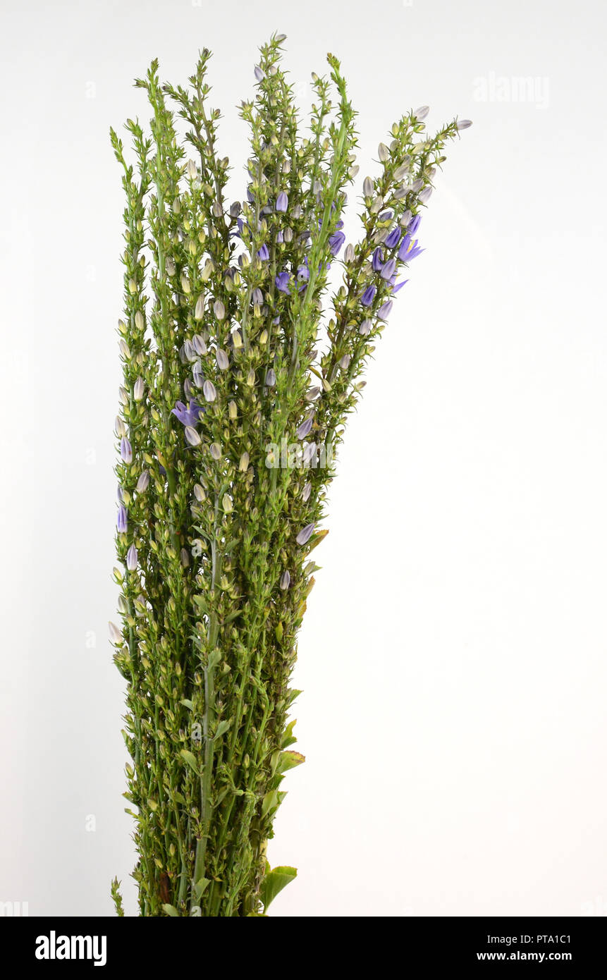 Flowers of a dalmatian bellflower (Campanula portenschlagiana Stock ...