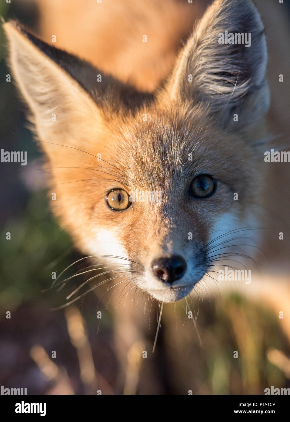 Red for in the wilderness Stock Photo - Alamy