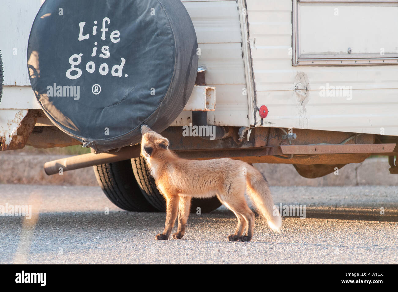 Red for in the wilderness Stock Photo - Alamy
