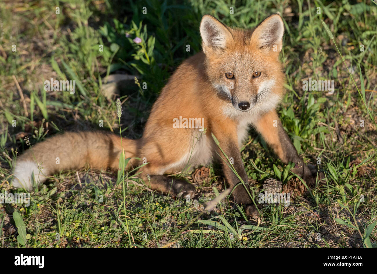 Red for in the wilderness Stock Photo - Alamy
