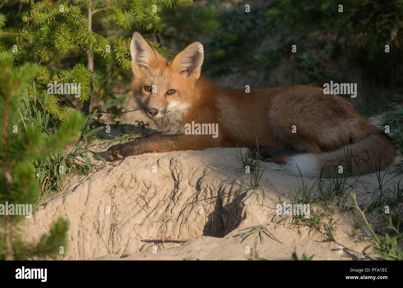Red for in the wilderness Stock Photo - Alamy