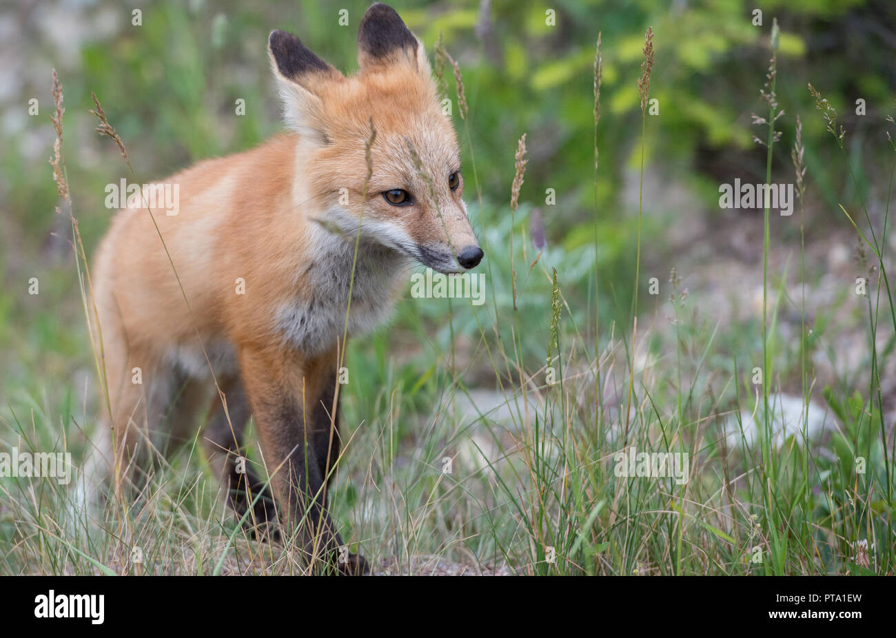 Red for in the wilderness Stock Photo - Alamy