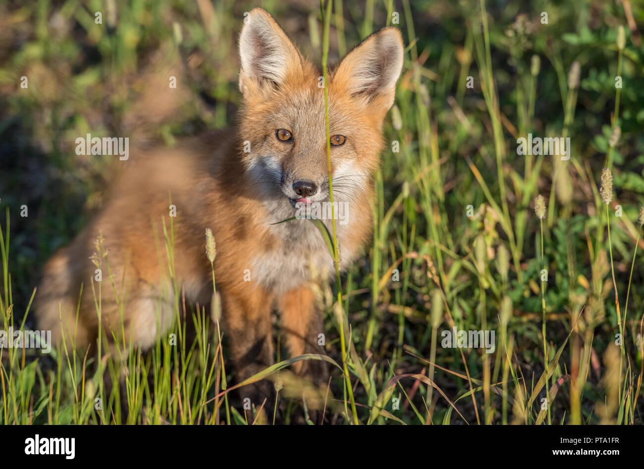 Red for in the wilderness Stock Photo - Alamy