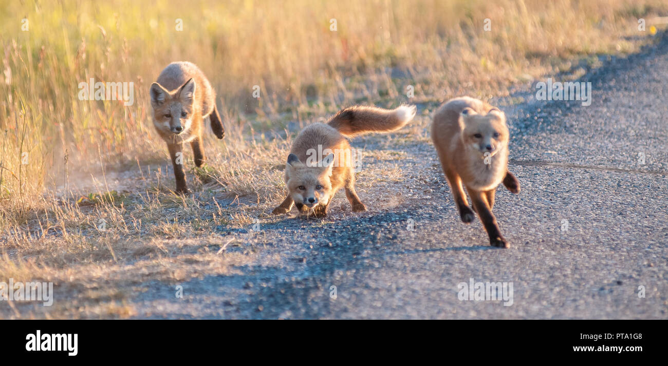 Red for in the wilderness Stock Photo - Alamy